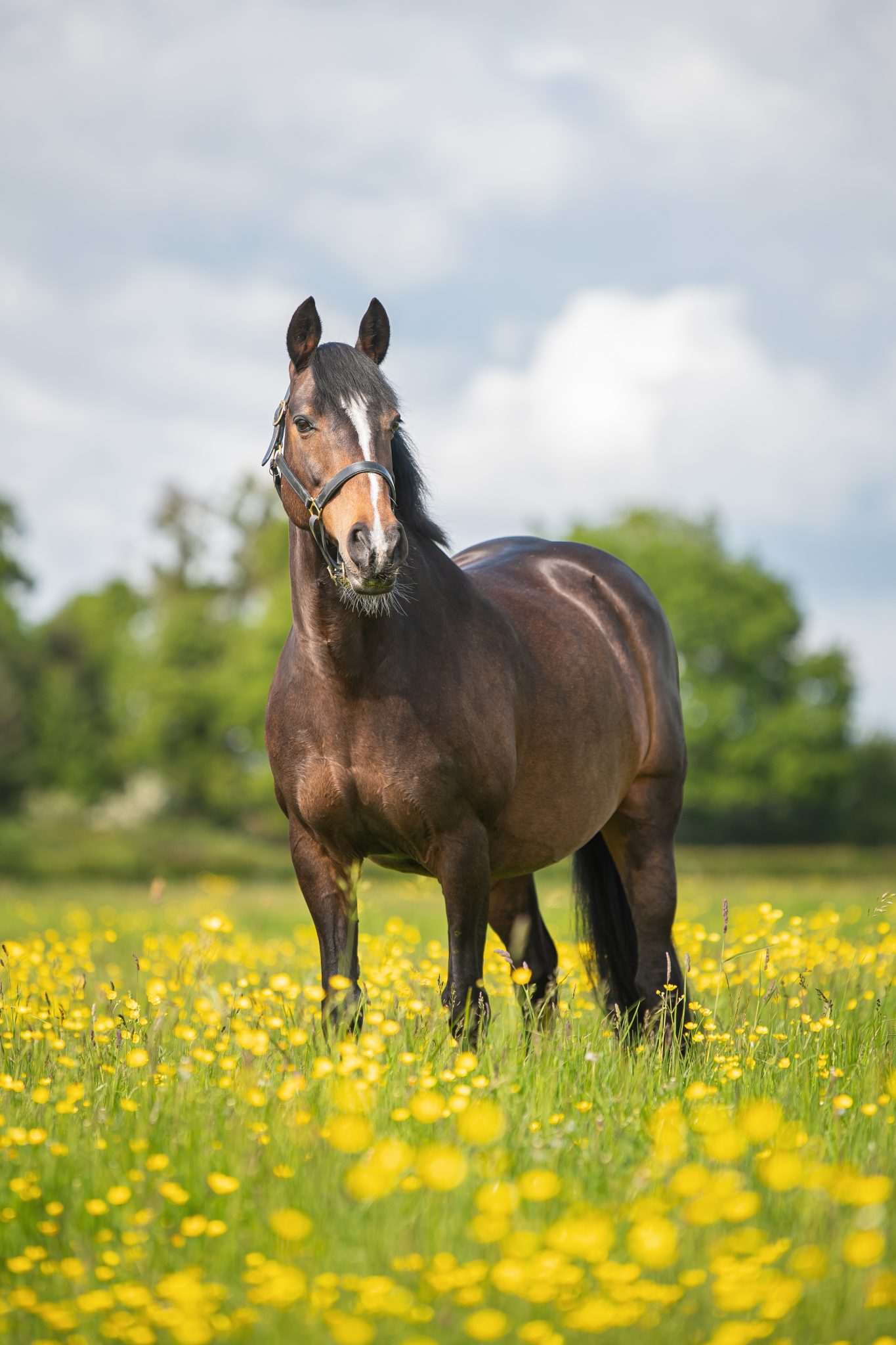 Equine Photography - True To You Photography