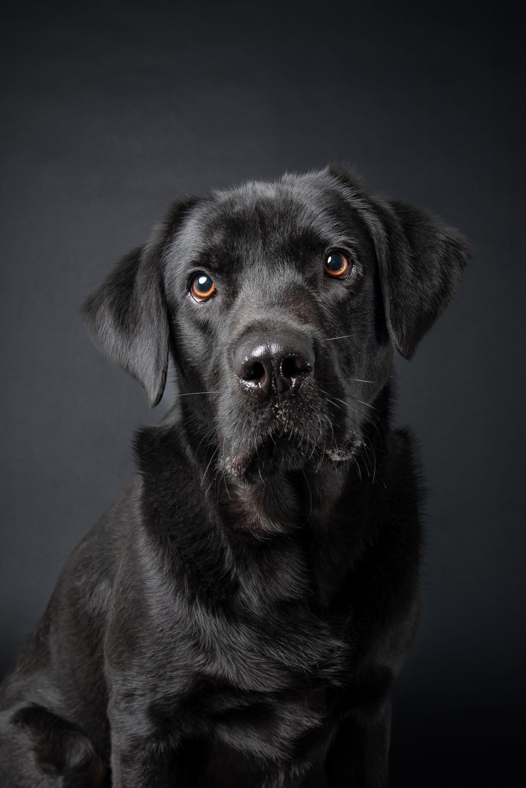 Pet Studio Photography - True To You Photography